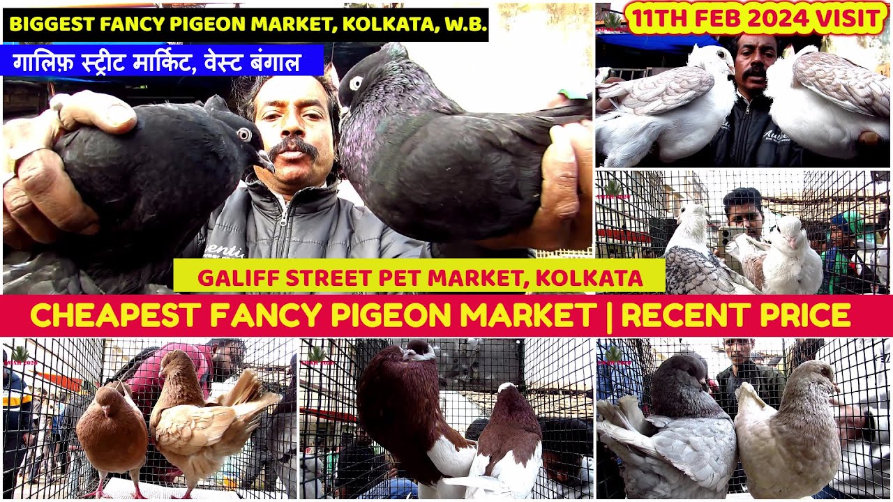 All Fancy Pigeon Price|সবচেয়ে বড় পায়রার হাট| Fancy Pigeon Seller ...