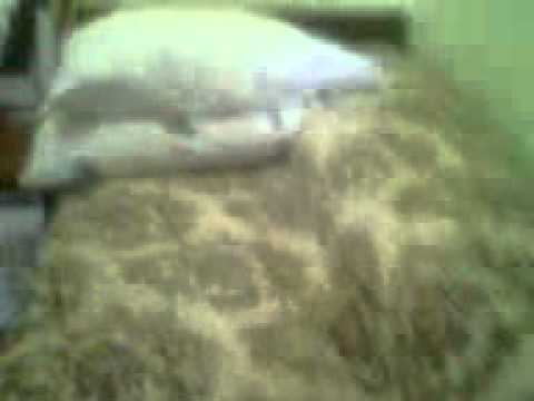 eyvaz  yusif.3gp