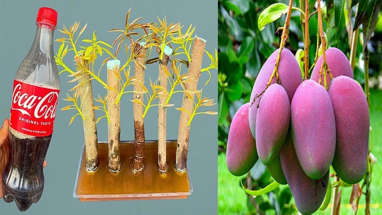 SUPER SPECIAL TECHNIQUE for Propagating Mangoes – 100% SUCCESS! - YouTube