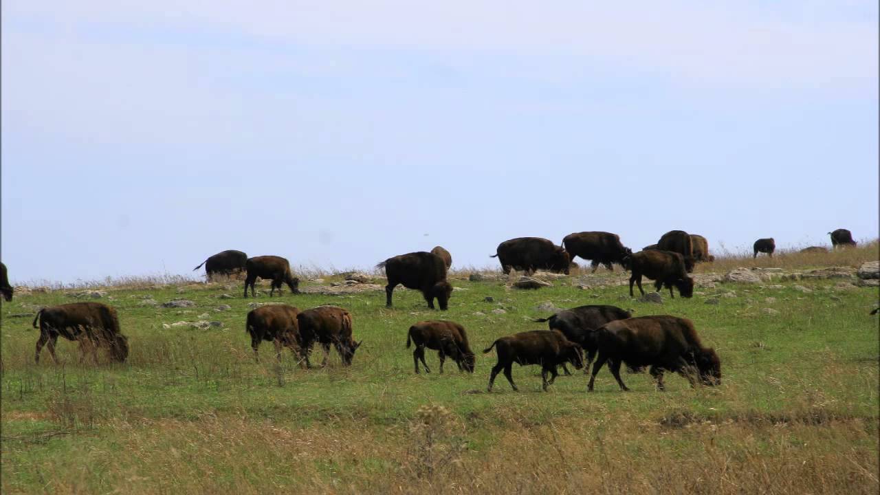 Buffalo on the prairie - YouTube