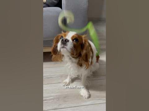 Şaka 3 🤫😂🐶 - YouTube