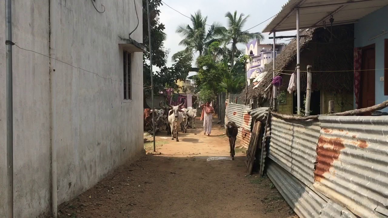 Nattu Pasu Chennai - YouTube