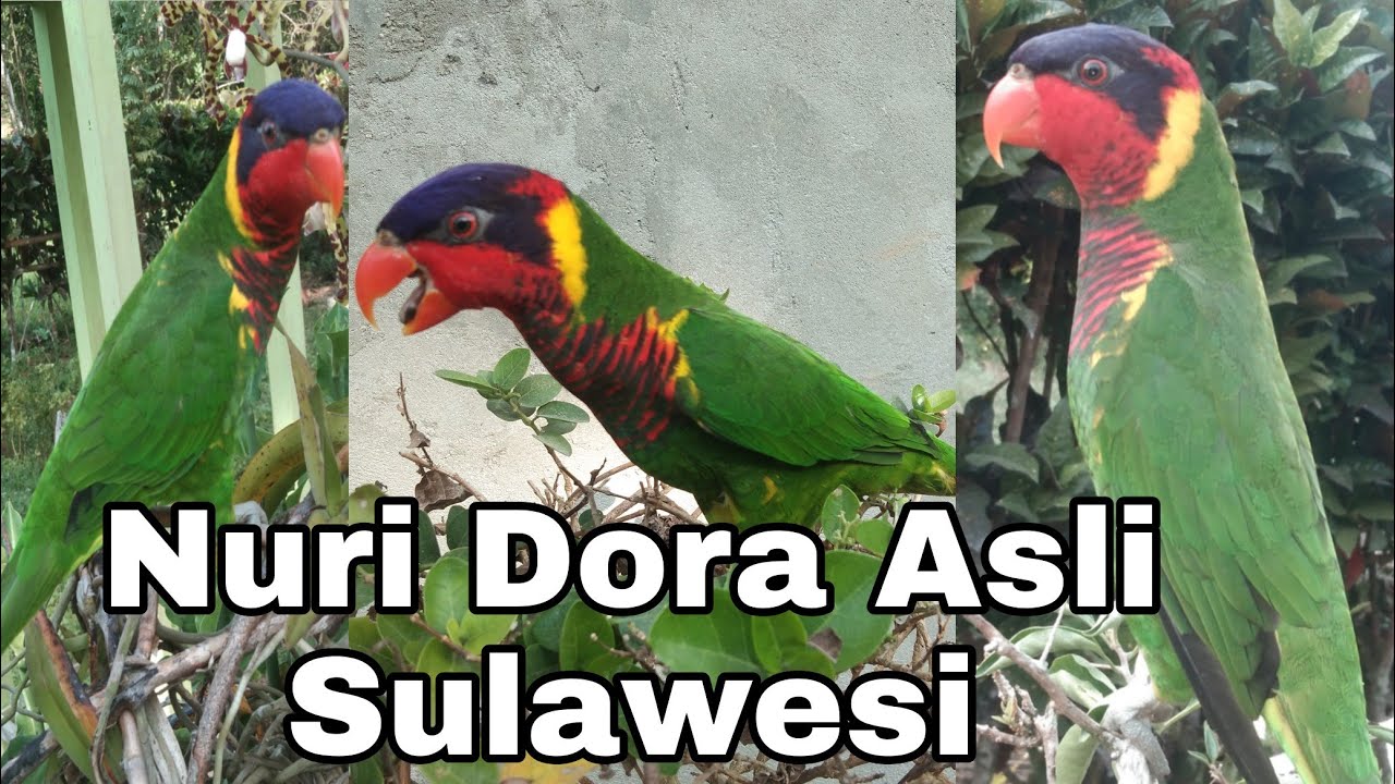 Nuri dora pintar dan jinak - YouTube