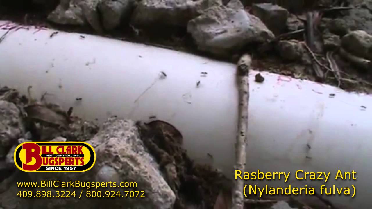 Rasberry (Tawny) Crazy Ants - Bill Clark Bugsperts - YouTube