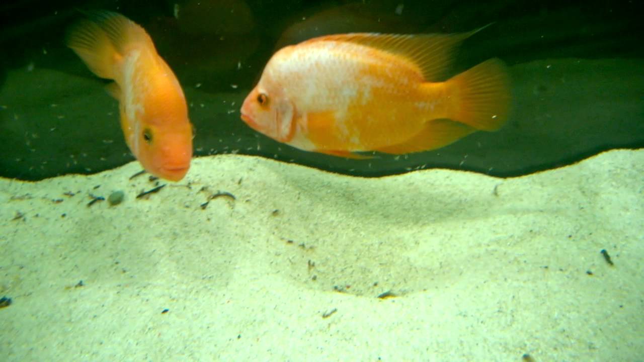 Aquariofilia / Fishkeeping - Midas / Red devil with new babies - YouTube