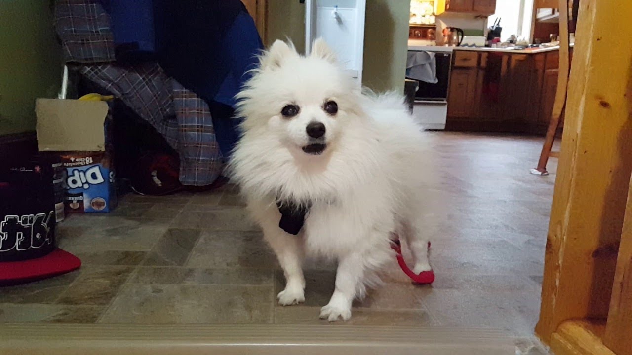 Avicii - Levels Borked By Gabe The Dog Avicii Tribute - YouTube