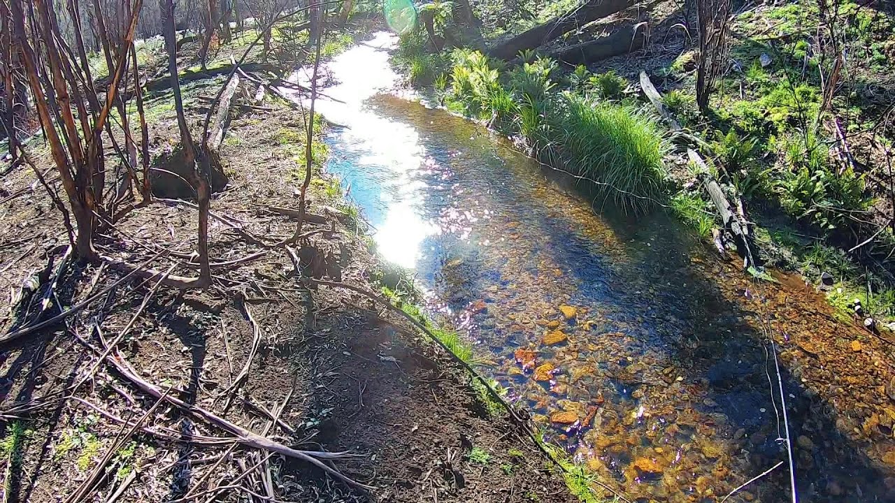 Small stream rainbow trout fishing - YouTube