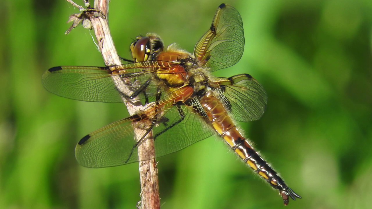 Gavray Meadows Local Wildlife Site - YouTube
