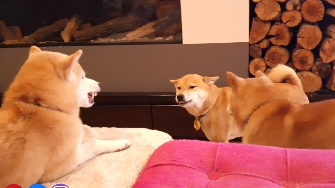 Suki got Pupset now too! - YouTube
