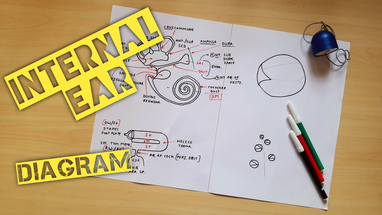Internal Ear or Labyrinth | Part 6 | Membranous labyrinth Diagram ...