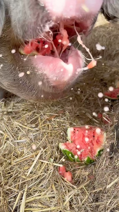 Domino the pig discovers watermelon - YouTube