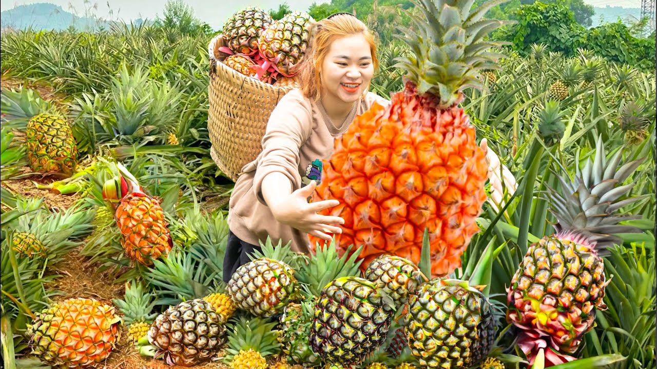 Harvesting Mutant Red Pineapple - The Rarest Fruit Species Goes to the ...