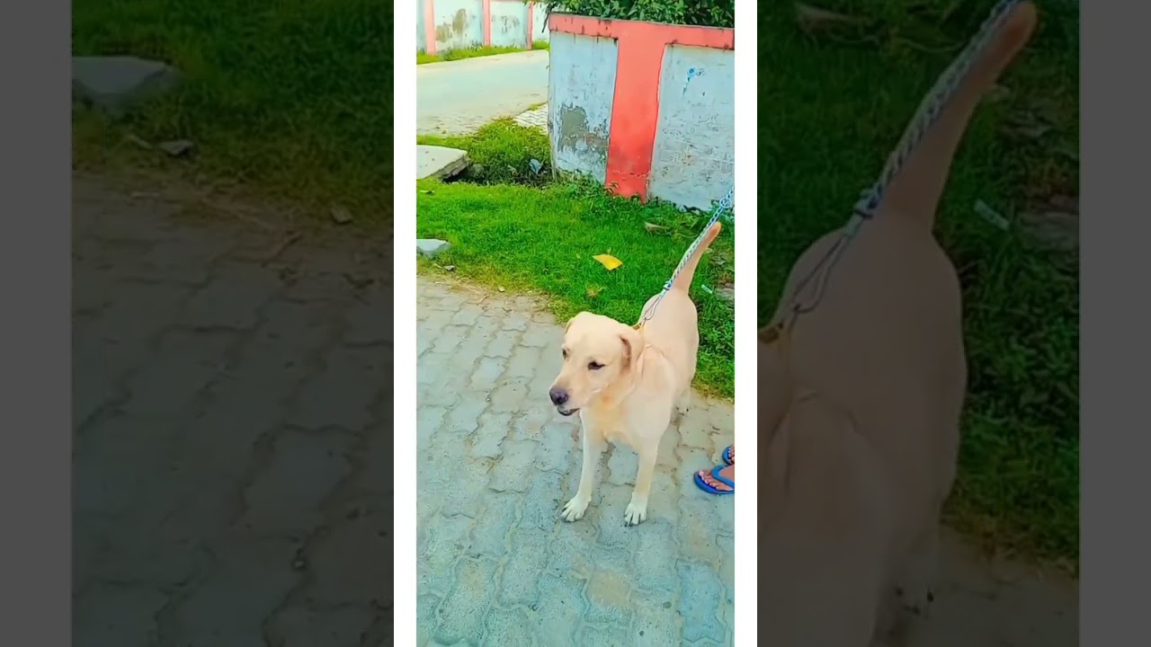 Labrador barking sound || Lab shepherd puppy ||#shorts - Go IT