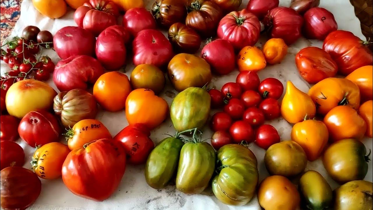 О заказе семян Вкуснейшие томаты Красный ангел Красный волк Левушка ...
