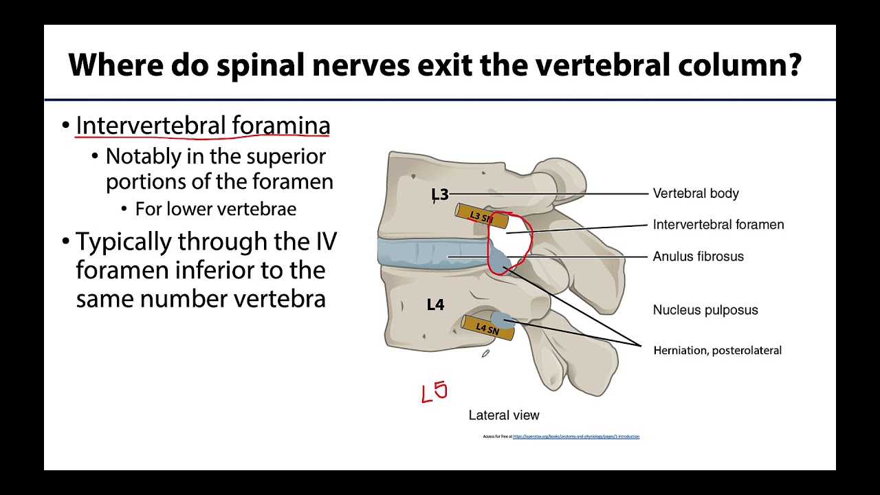 Vertebral Column & Spinal Nerves - M1 Learning Objectives - YouTube