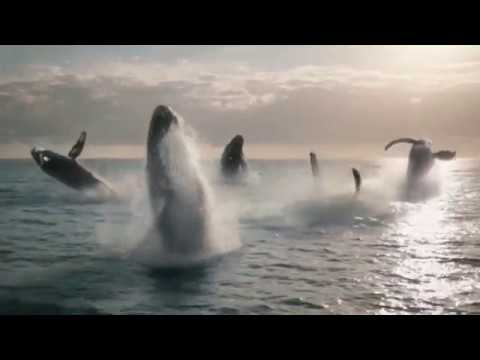 Whales Ident (13s)