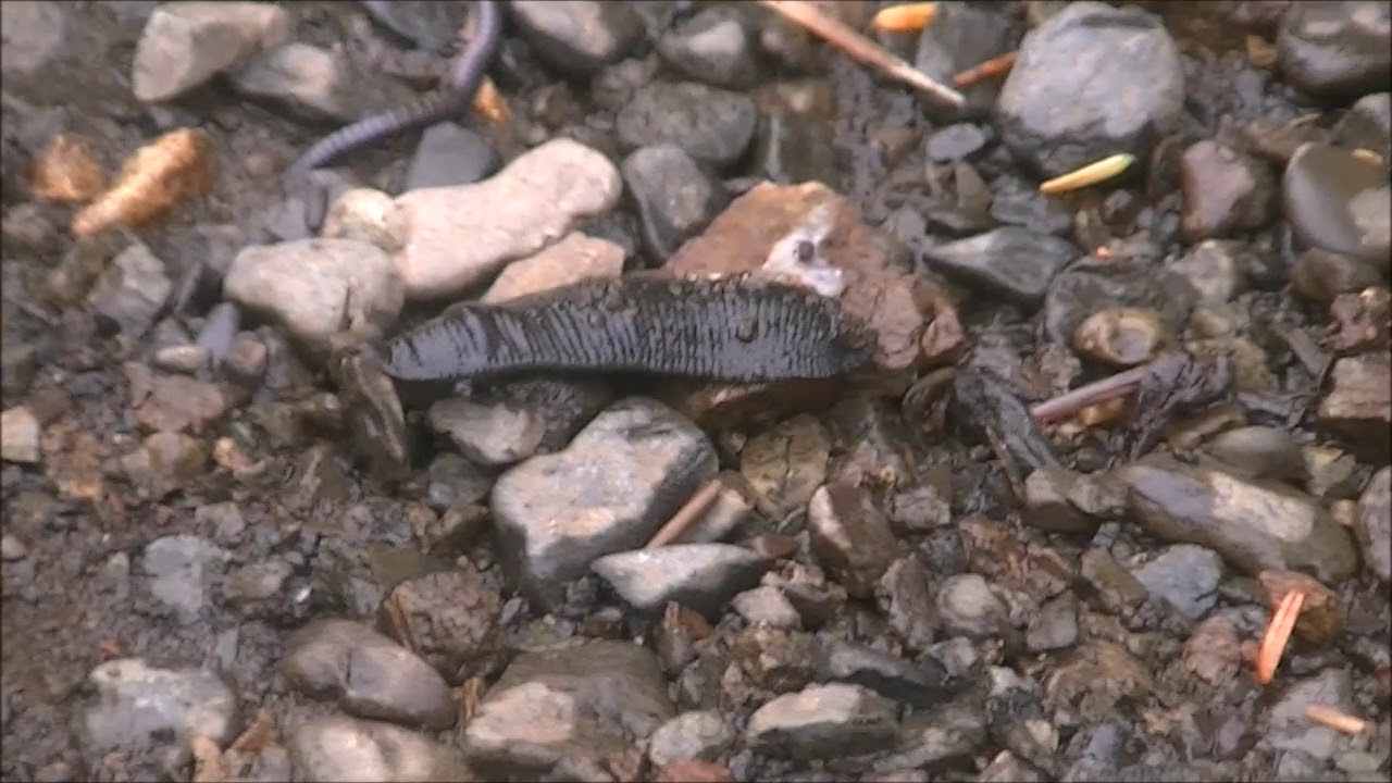Mutant Land Leeches of Alaska - YouTube