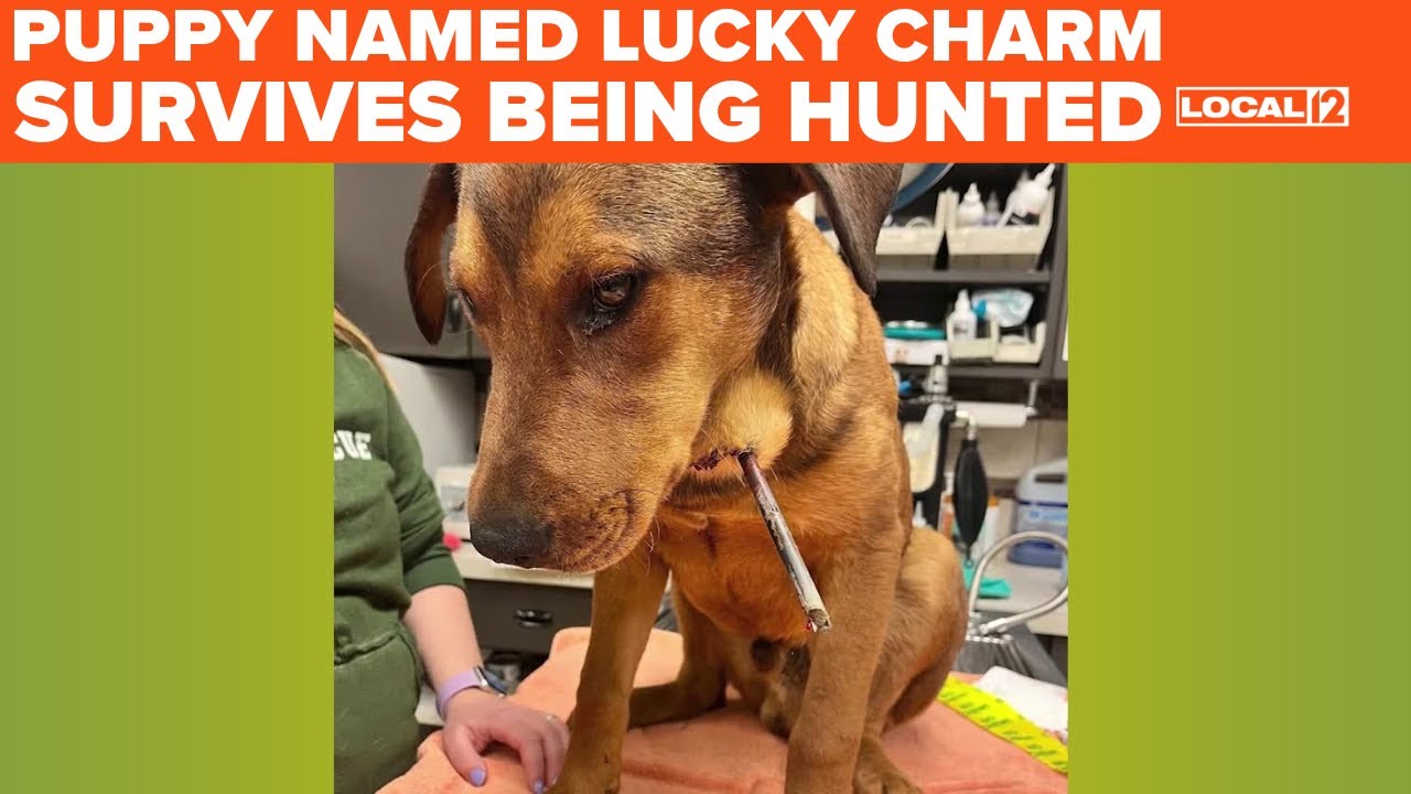 'He was being hunted': Dog found with arrow in neck, bullet in chest ...