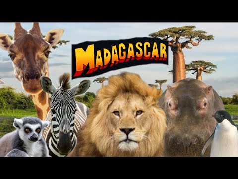 Madagascar (vida real) completo - YouTube