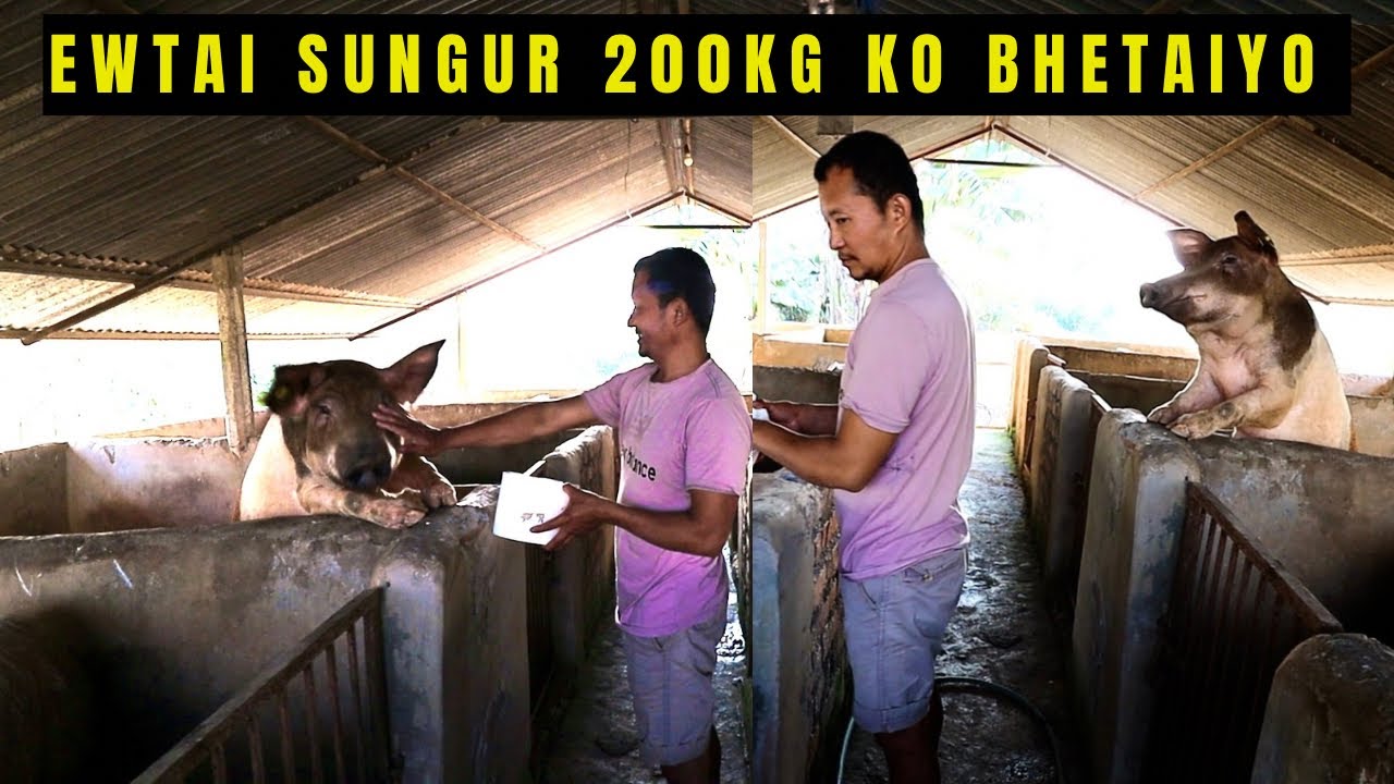 Koshi Khola Kinar Ma Bangur(sungur) Farm Kholera Jiwan Bitaune Yuva Ko ...