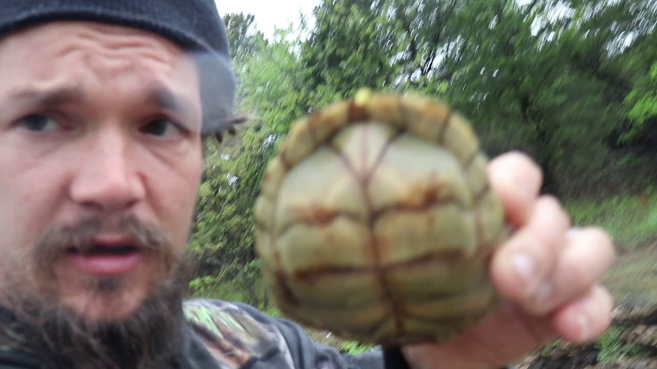 SPEED BUMPS... FIRST BOX TURTLE OF THE YEAR!!! - YouTube