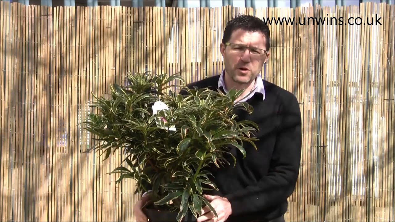 Rhododendron Silver Edge - YouTube