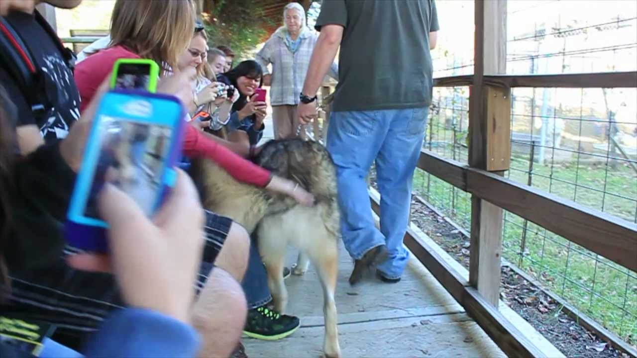 St. Francis Wolf Sanctuary - Society for Conservation Biology Semester ...