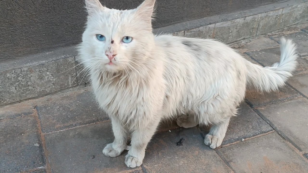 A stray cat with beautiful eyes was attacked by ferocious cats - YouTube