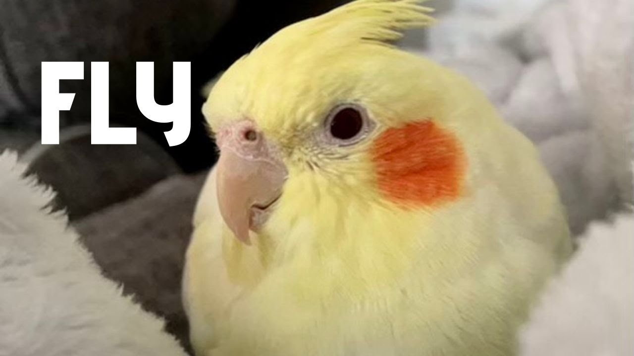 How We Teach our Cockatiel to Fly (Funny Reaction) - YouTube