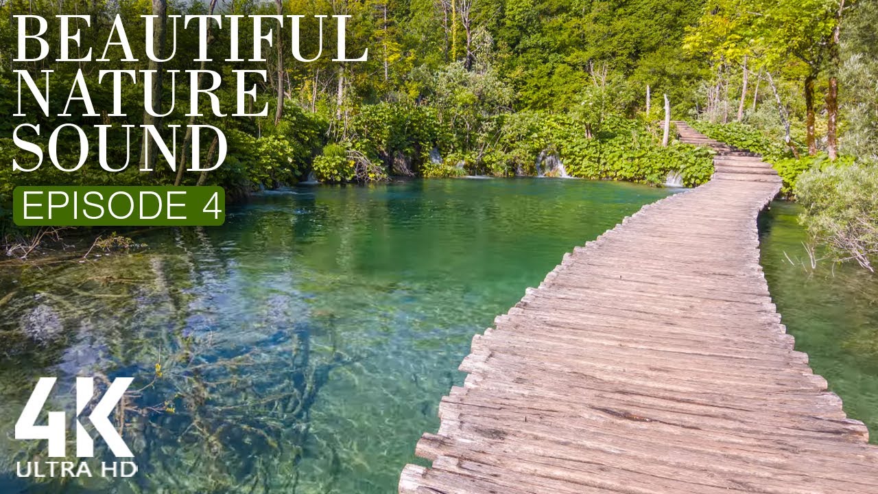 8 HRS Soothing Bird Songs + Lake Waves Sounds for Relaxation - 4K ...