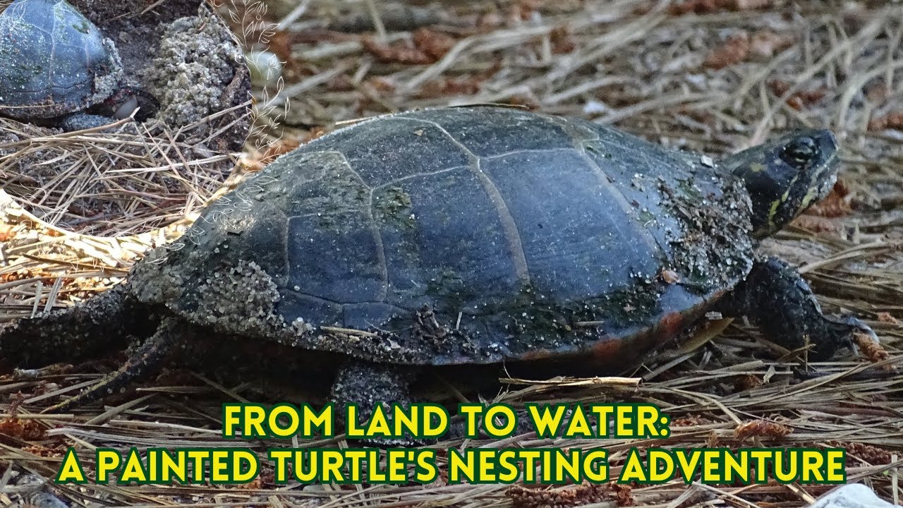 Guardian of the Next Generation: Painted Turtle's Nesting Journey - YouTube