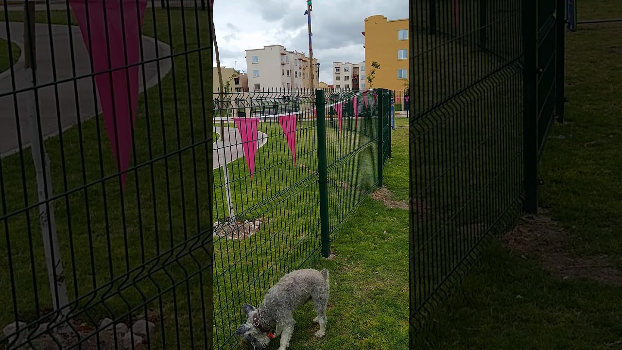 Parque exclusivo para perrit@s. ️ - YouTube