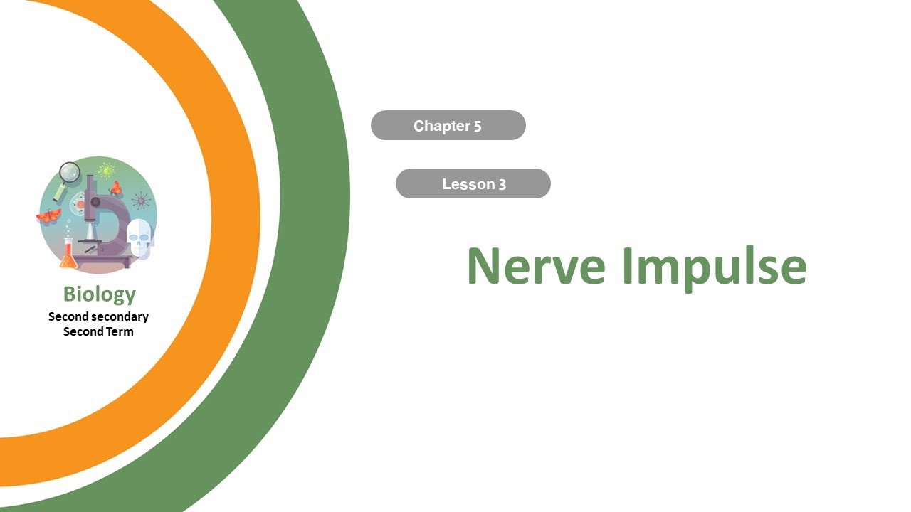 Chapter 5 - Lesson 3 - Nerve impulse - YouTube