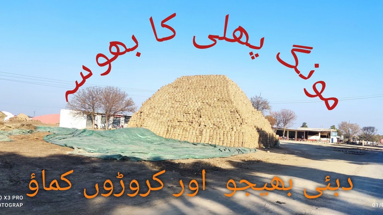 peanut straw/ mong pali ky bhosay(tori) kay setup ka visit #peanut #uae ...