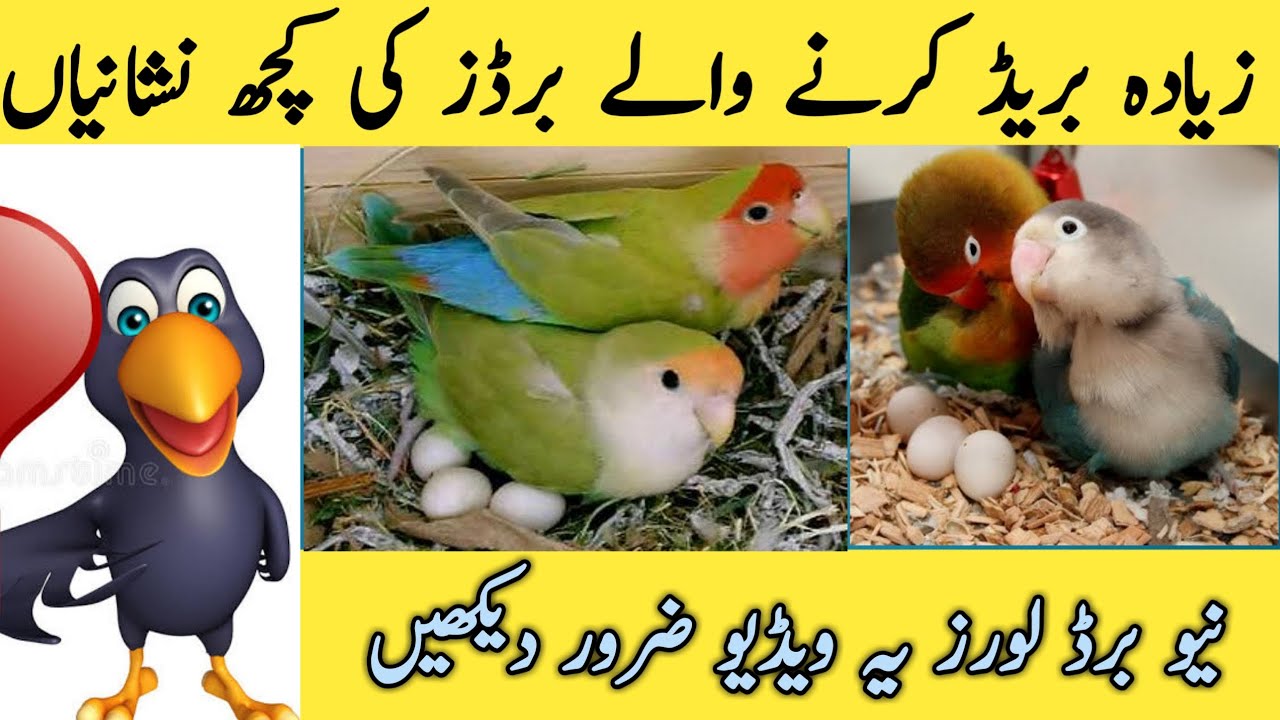 Fast breeding birds| Top Breeders | - YouTube
