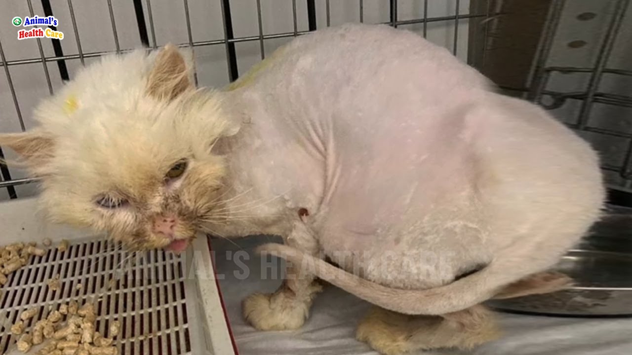 Uncared for and advised to put down, He sheds in tears when being ...