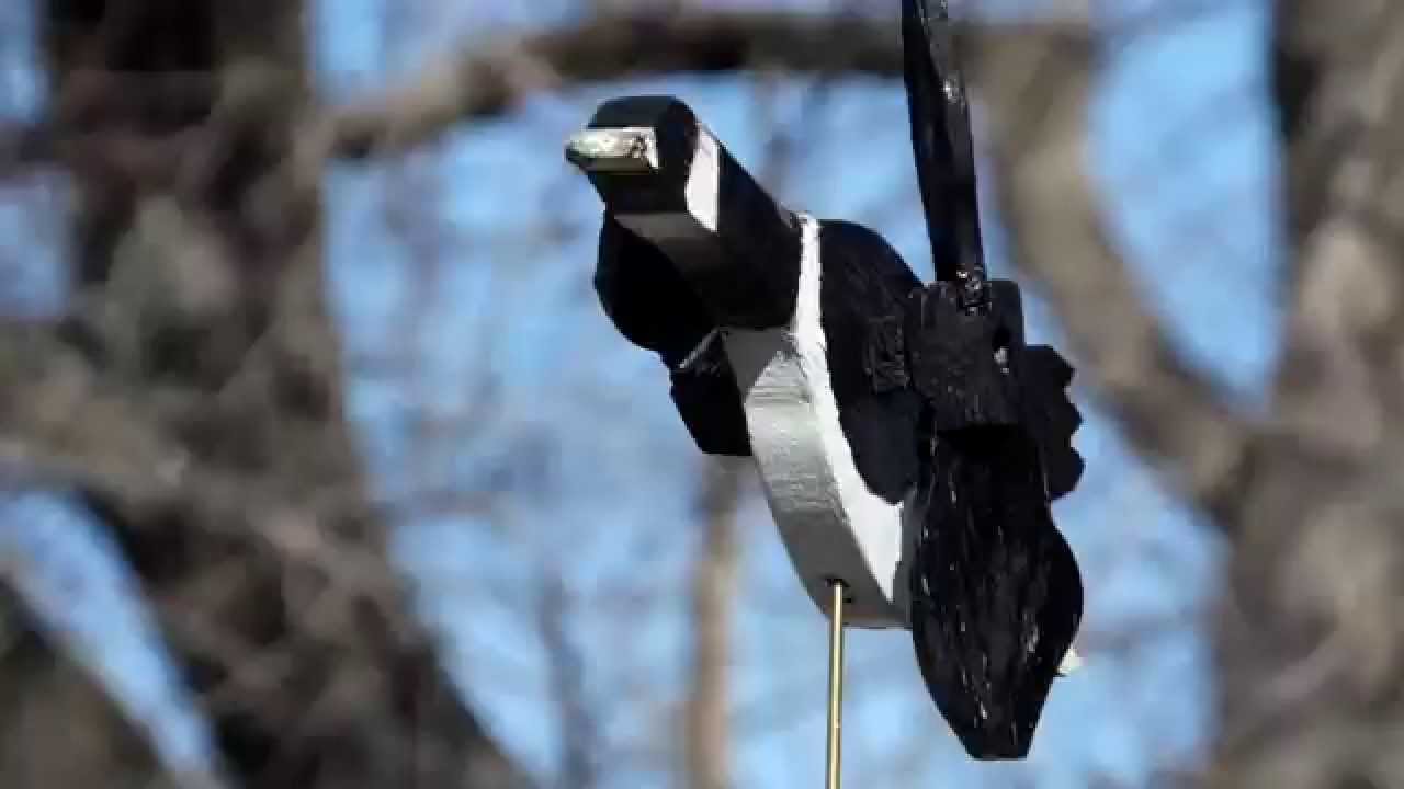 Canada Goose Whirligig - One Wing Spinning HD - YouTube