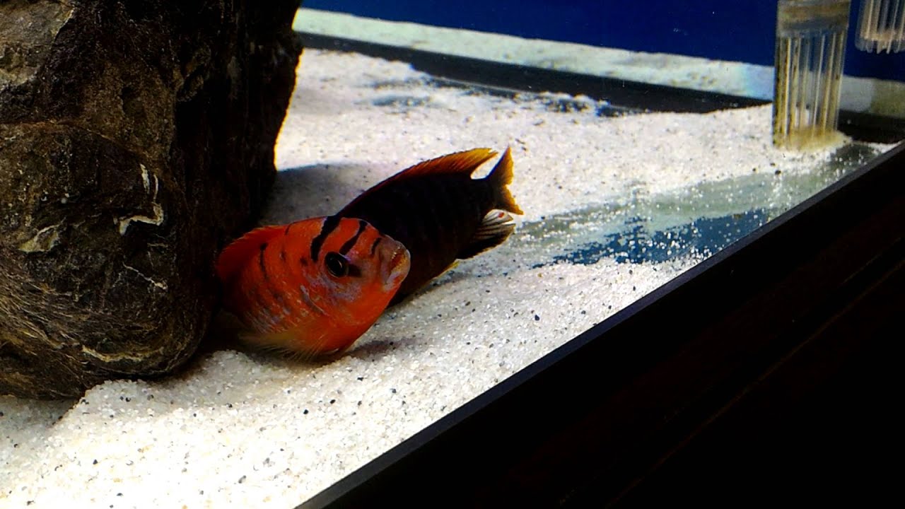 Labidochromis hongi Sweden - YouTube