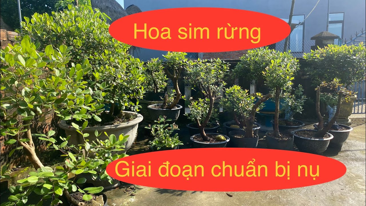 Hoa sim rừng bon sai chuẩn bị nụ sẽ như thế nào? - YouTube