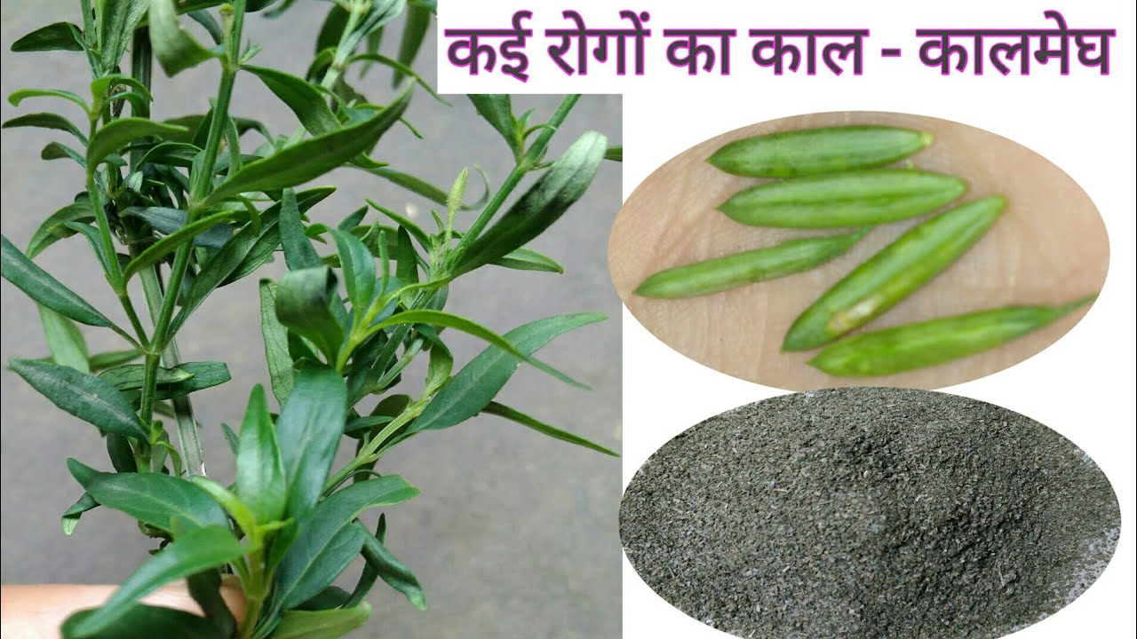 भुई नीम के फायदे | कालमेघ के फायदे | bhui neem plant - YouTube
