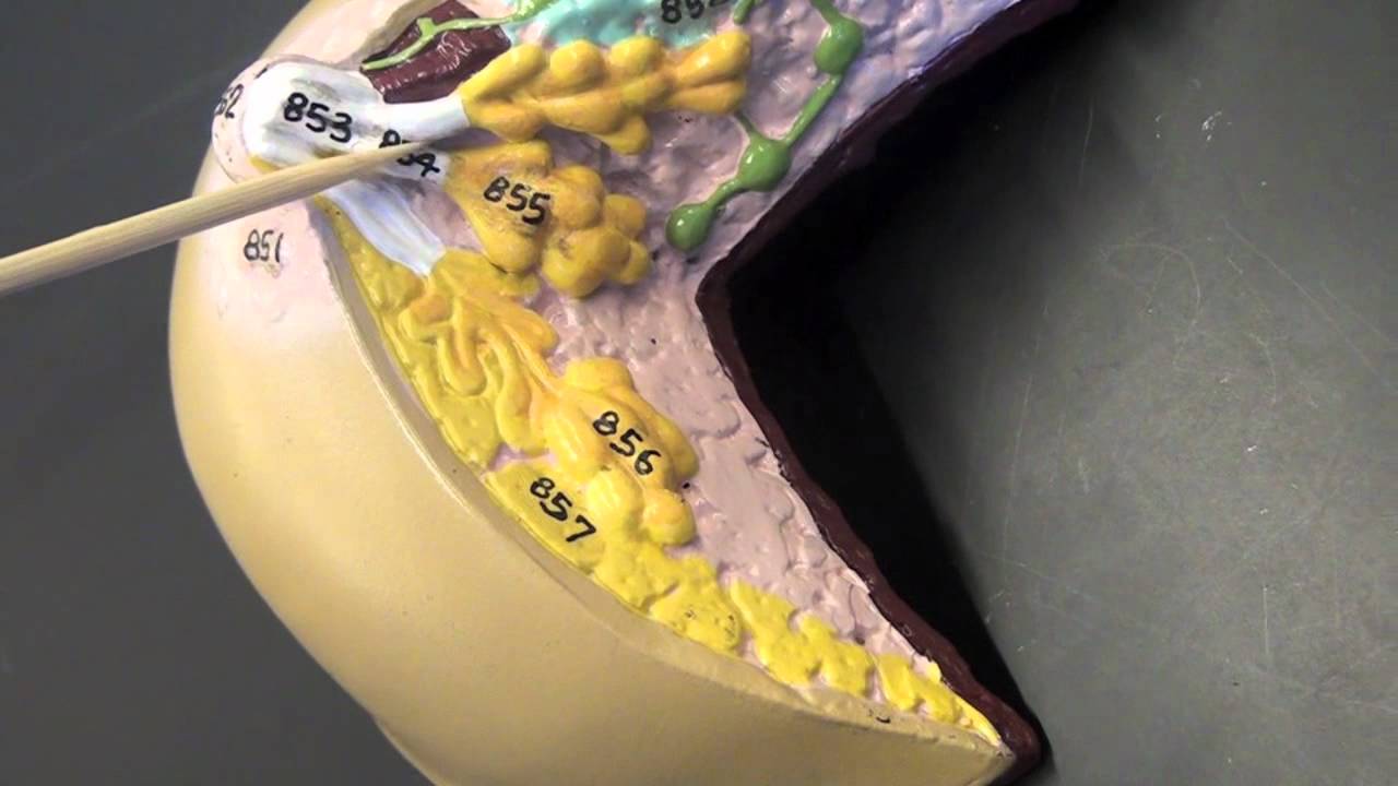 Breast Model - YouTube