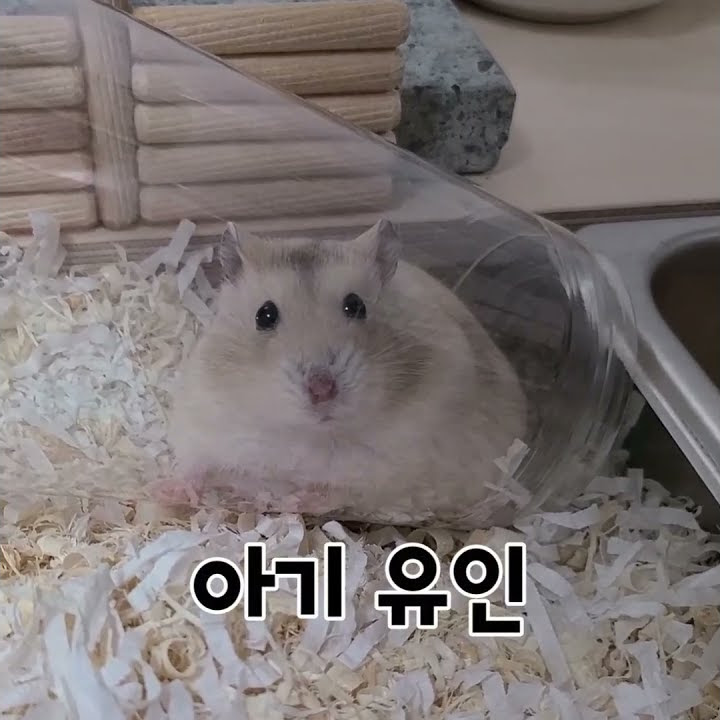 햄스터 몸무게 재기 아기비만털쥐 Youtube