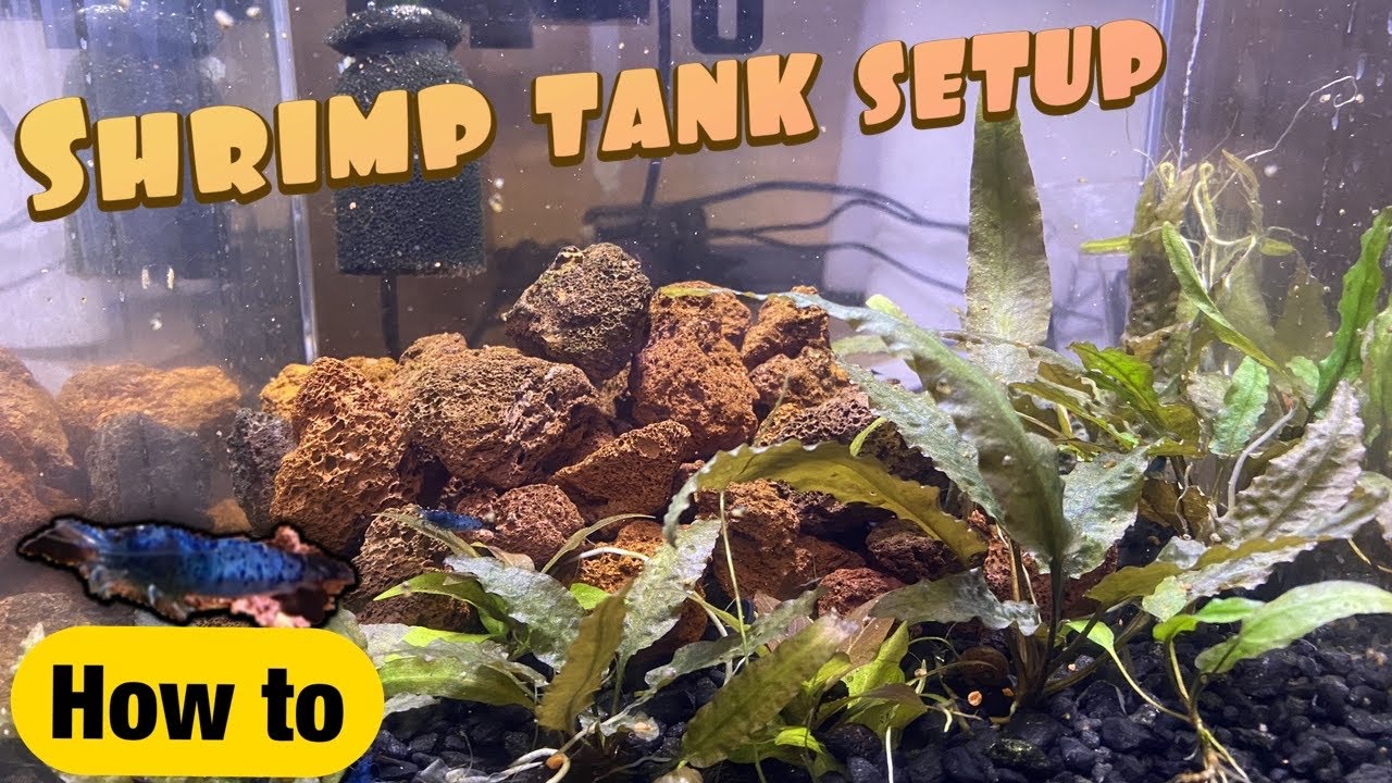 Setting up a nano freshwater shrimp tank - YouTube