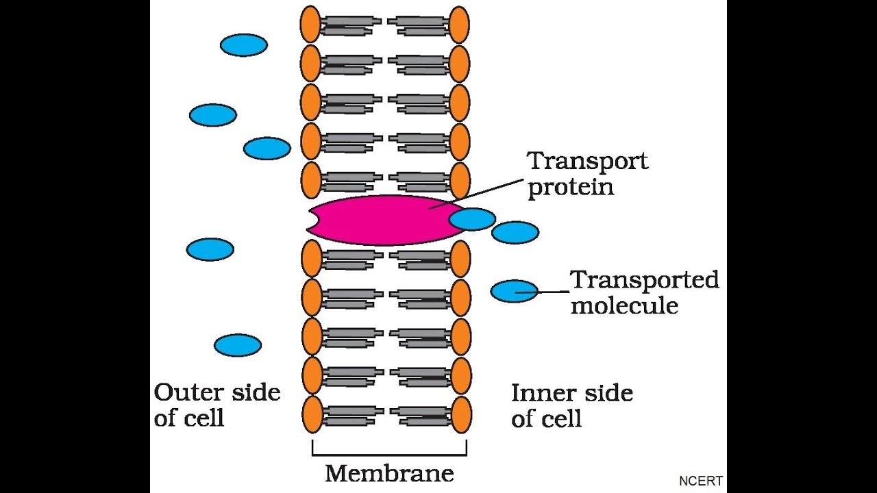 Membrane Transport | Transport across cell membrane | Osmosis/Diffusion ...