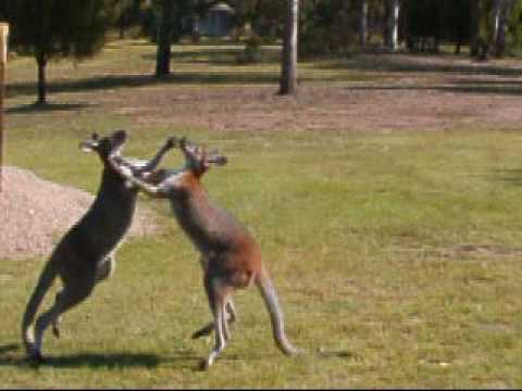 fighting and dancing wallabies - YouTube
