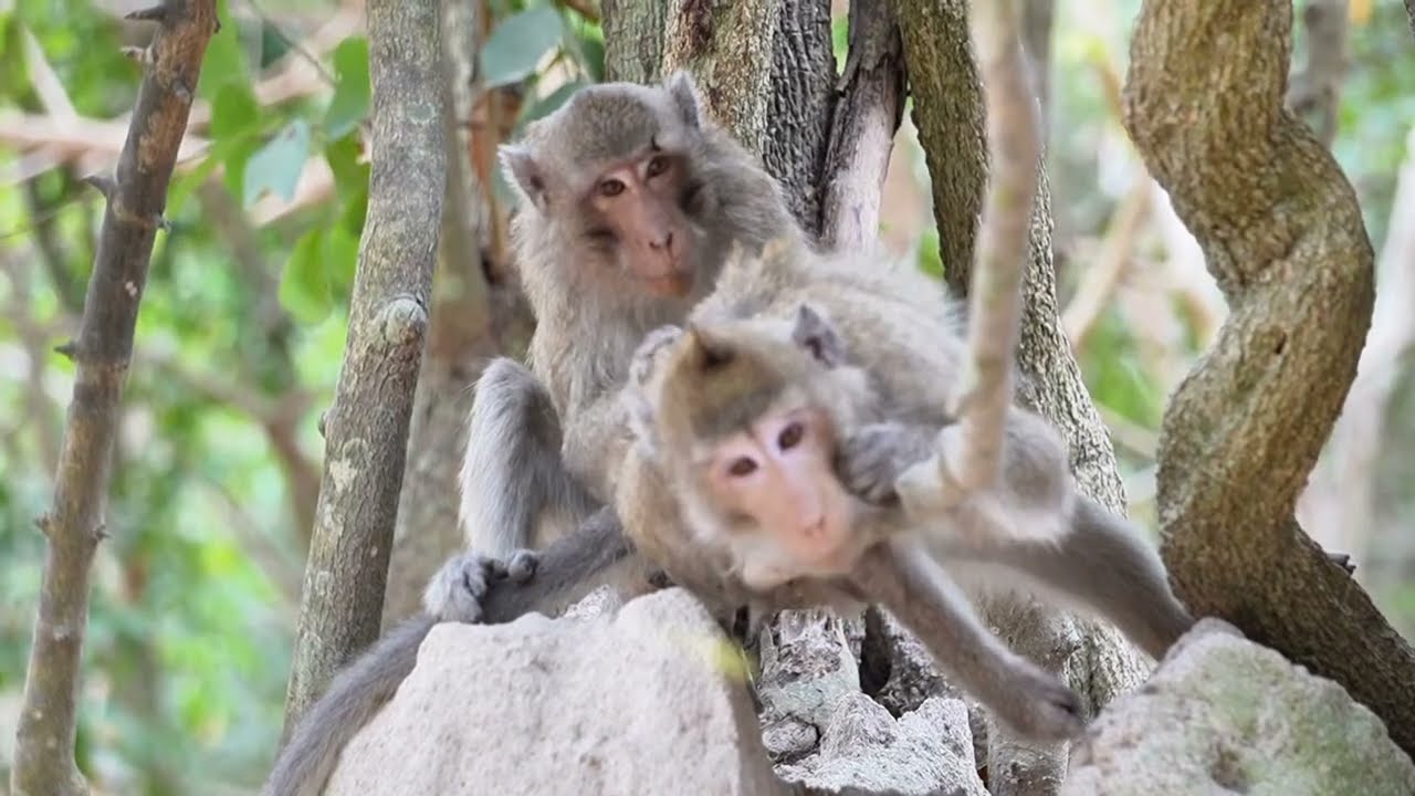 Two Monkey Friends Discover Insects on Each Other's Bodies! # ...