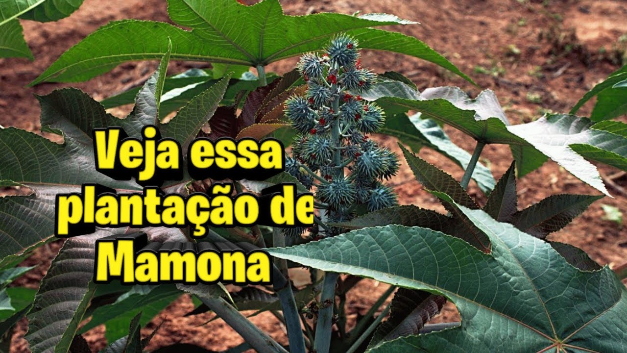 Linda PLANTAÇÃO DE MAMONA - YouTube