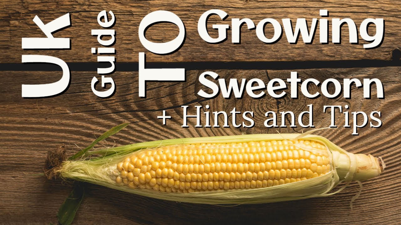 Growing Guide To UK Sweetcorn, HINTS AND TIPS TOO!!! - YouTube