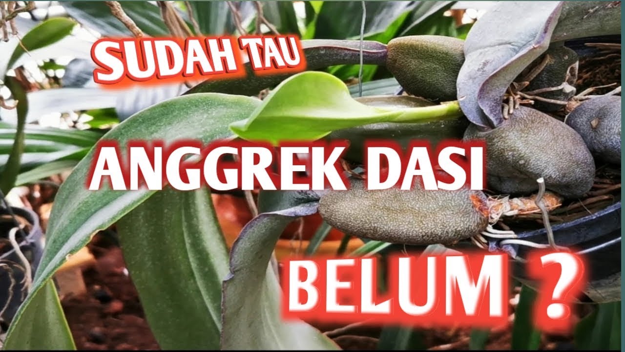 Anggrek Dasi.... Elegan dan Aksi || DICARI Banyak orang || flower ...
