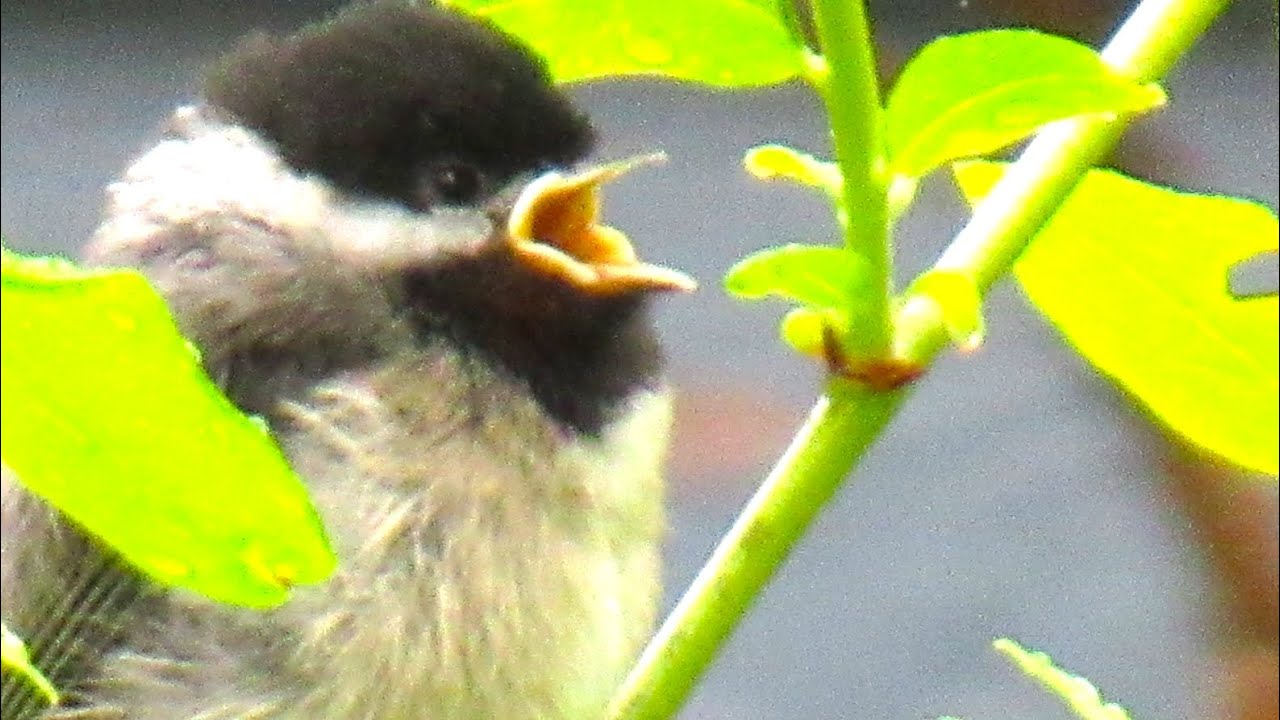 The CUTEST Baby Bird Sound (Baby Chickadee Call) - YouTube